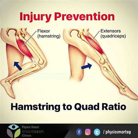 Hamstring To Quad Strength Ratio Physio Way Academy