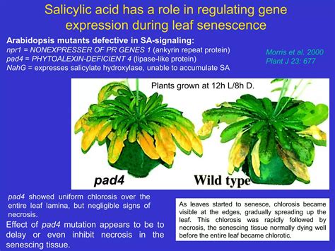Ageing And Senescence Ppt