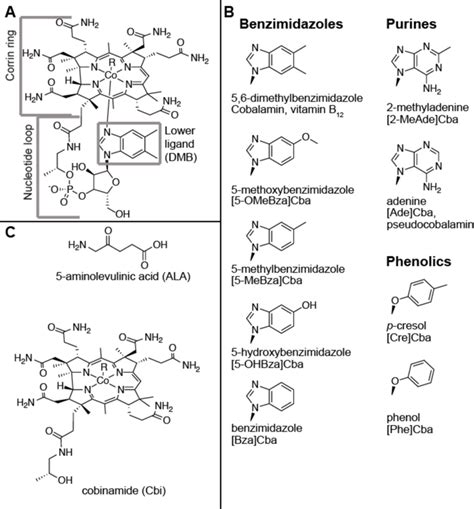 Structures Of Cobamides And Cobamide Precursors A Structure Of