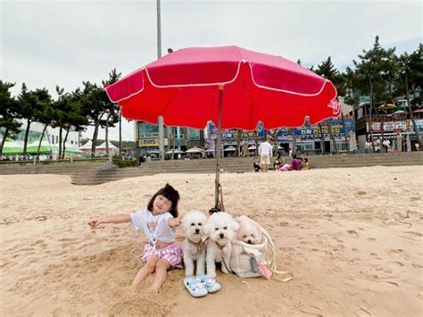 강아지 데리고 갈만한곳 만리포 해수욕장 하이의 첫 바다 네이버 블로그