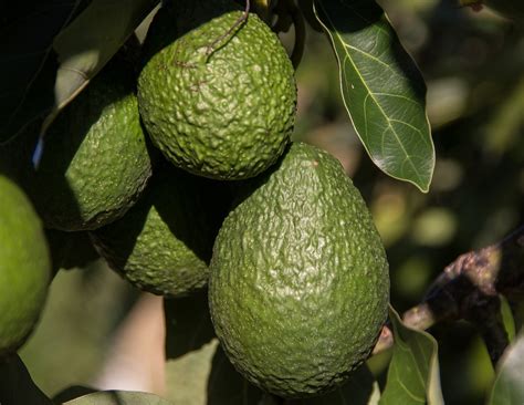 80 000 Free Aguacate Animado And Avocado Images Pixabay