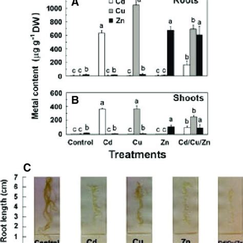 A Root Hairs Density B Root Branching And C Root Mean Diameter Download Scientific