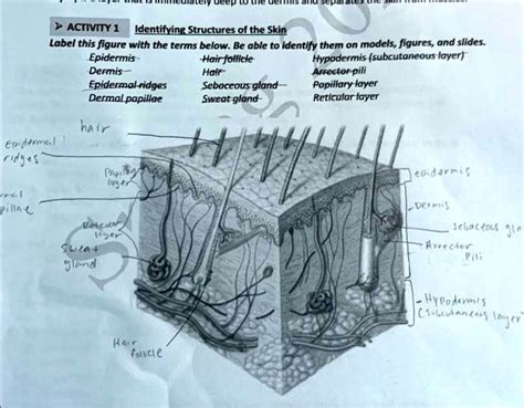 Activity 1 Identifying Structures Of The Skin Label This Figure With The Terms Below Be Able