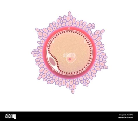 Ilustración Digital partes del óvulo Fotografía de stock Alamy