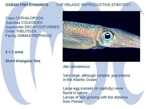 Ocean Fish Class Osteichthyes 2 Subclasses 45 Orders