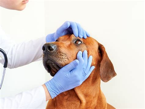 Focus On Neuro Ophthalmology From Blindness To Anisocoria