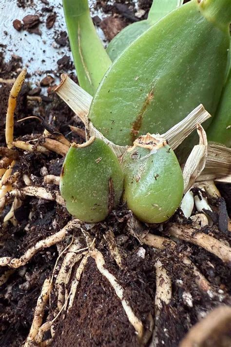 How To Propagate Orchids Five Methods Gardeners Path
