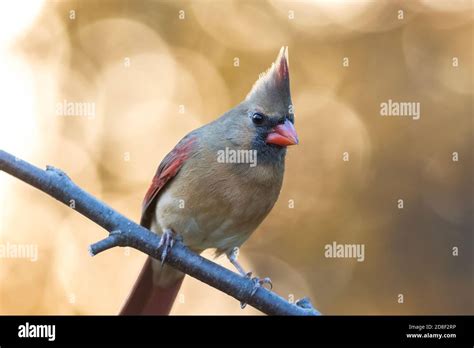 Northern Cardinal Cardinalis Cardinalis Female Closeup Perched Facing
