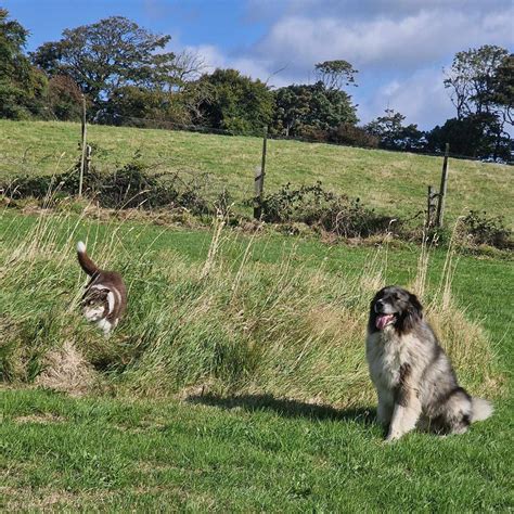 Gallery Pedros Patch