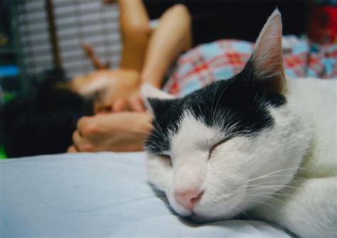 島根県：平成30年度動物愛護写真コンテスト受賞作品（トップ 環境・県土づくり 自然・景観・動物 動物 保護情報（大田・川本