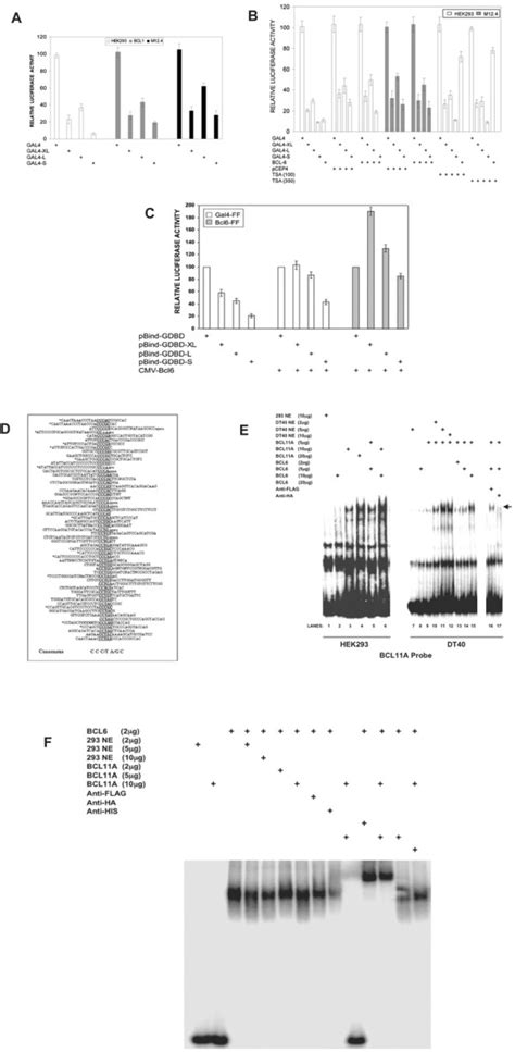 Transcriptional And Dna Binding Effects Of Bcl11a Homomeric And Download Scientific Diagram