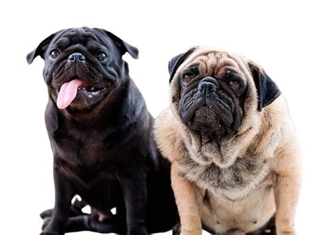 Características únicas del carlino descubre lo que hace que esta raza sea especial Mi Carlino