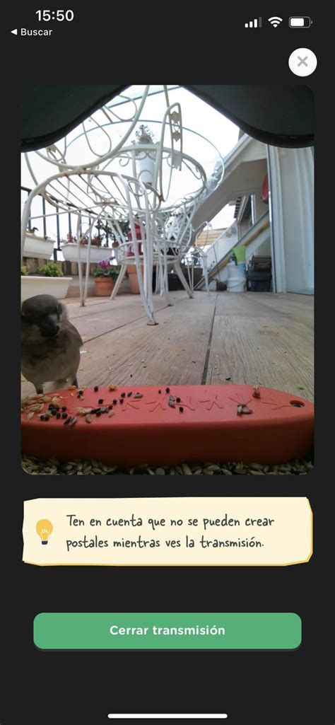 Birb Recognition Not Triggering Rbirdbuddy