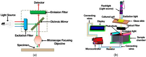 Measuring Cell Fluorescence Using Imagej The Open Lab