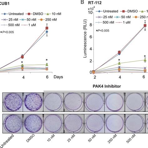 Inhibition Of PAK4 By A Small Molecule Inhibitor PF 3758309 Reduces