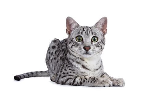 Top 12 Grey Cat Breeds