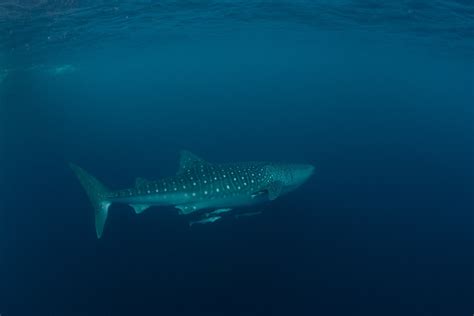 Cenderawasih Bay Liveaboard Diving In Indonesia Divebooker