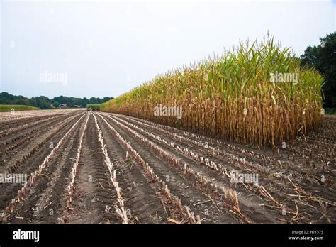 Tagliare Le Piante Immagini E Fotografie Stock Ad Alta Risoluzione Alamy