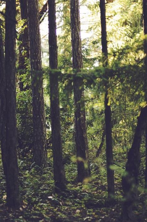 Translucent Moth Nature Tree Forest Wild Photography