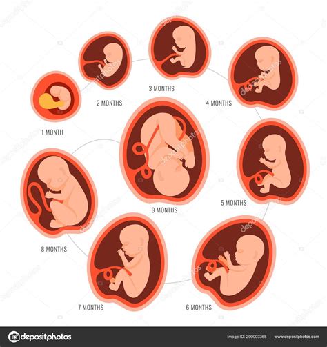 Infografia Desarrollo Embrionario Etapas De Gestacion Desarrollo Del