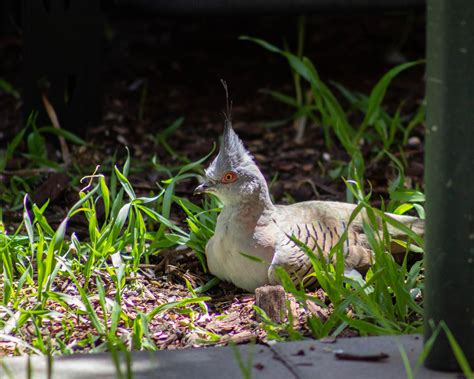 New Type Of Prickles Growing In My Lawn Rperth