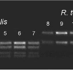 Differing Hae III Digestion Patterns Of A 605 Bp Cyt B Gene Segment