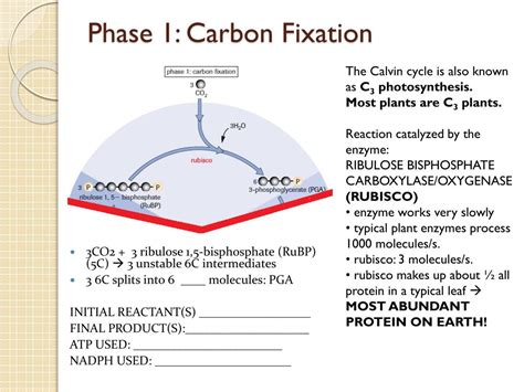 Ppt The Calvin Cycle Powerpoint Presentation Free Download Id 2478793