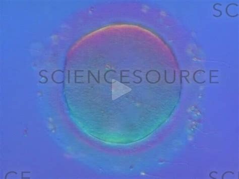 Human Fertilisation Light Microscope Stock Video Science Source Images