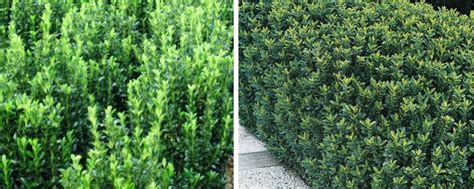 Buy Euonymus Hedging Euonymus Japonicus Hedging Plants Hopes Grove
