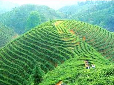 茗腾茶叶 民国玉山茶在巴拿马获金奖