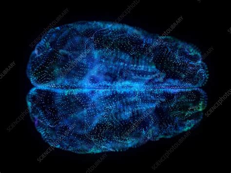 Illustration Of An Abstract Plexus Brain Stock Image F0237624 Science Photo Library