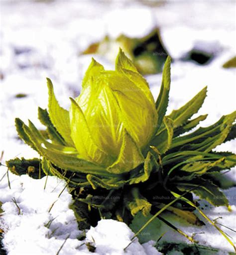 雪莲图片 夏季的雪莲图片大全 花卉网