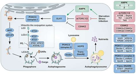 Research On The Role Of Cellular Autophagy In Anti Hiv 1 Infection