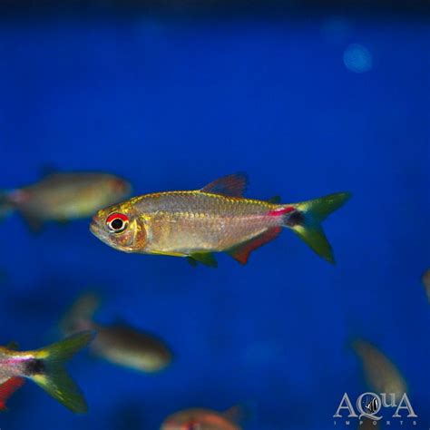 Moenkhausia Cf Pretoensis Aqua Imports