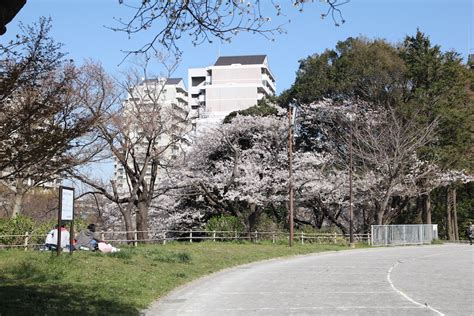 県立保土ヶ谷公園の桜は見頃 芝生でゆっくりお花見できる 写真レポート 2019年4月3日現在 横浜湘南で子供と遊ぶ あそびい横浜湘南