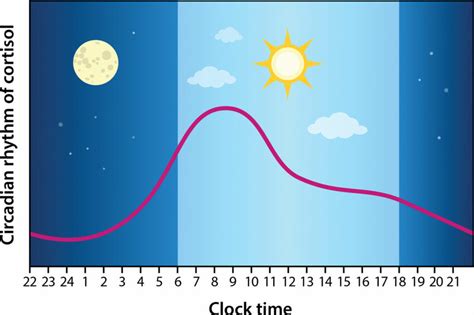 Endogenous Circadian Rhythm Of Cortisol Download Scientific Diagram