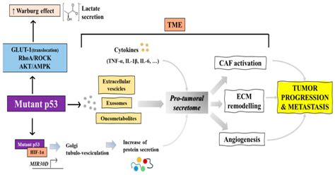 Recent Advances On Mutant P Unveiling Novel Oncogenic Roles Degradation Pathways And