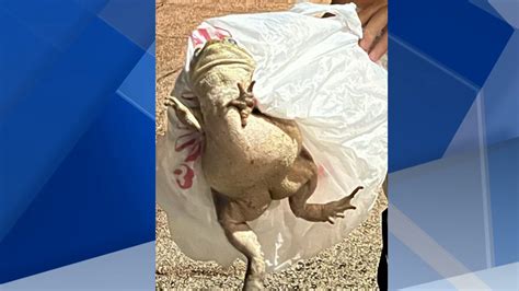 Footlong Cane Toad Captured In Backyard Of Florida Home Wfla