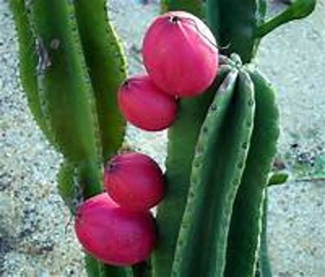 Peruvian Apple Cactus Cutting 12” To 15” Buy Online Foraged