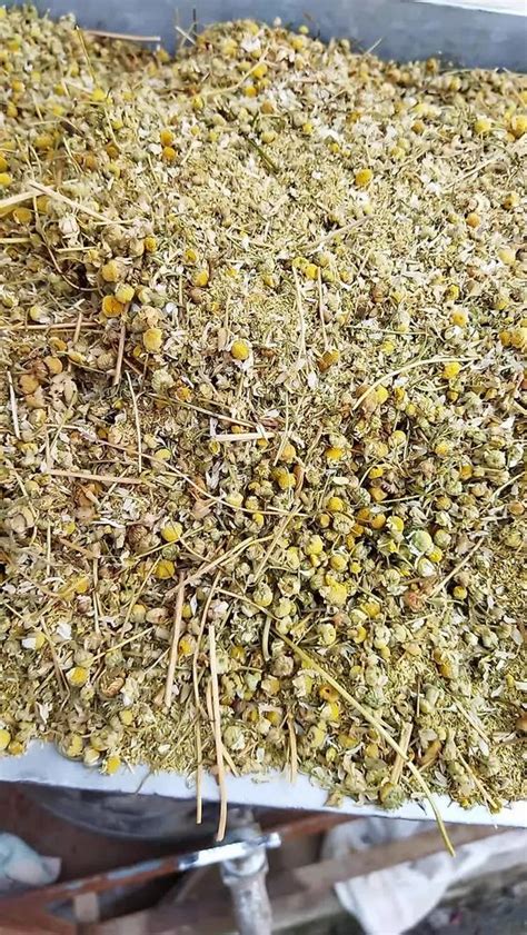 Sinhal Chamomile Flower Matricaria Chamomilla Babuna Fool At Rs 500 Kilogram In Neemuch
