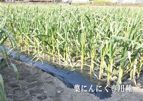 2024年03月22日 六ヶ月経過 伝統のにんにくとこじゃんと旨い土佐の食材の通販ショップ にこにこ農園