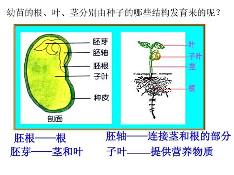 冀教版八年级上《种子萌发的过程》课件 Word文档在线阅读与下载 无忧文档