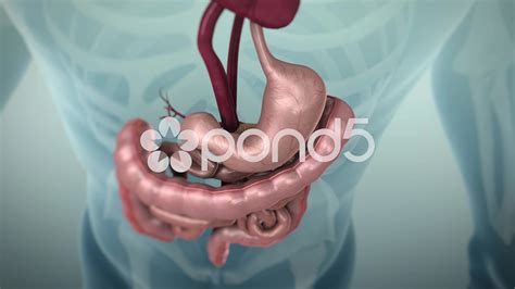 Gastrointestinal Animation