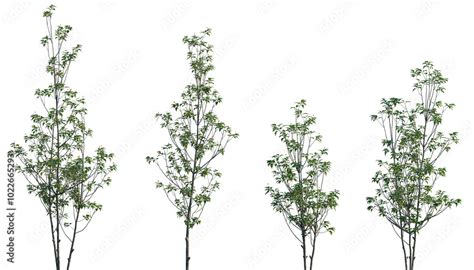 Ilex Pedunculosa Longstalk Holly Frontal Set Plant Shrub Shrubby Tree Isolated Png On A
