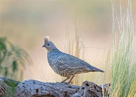 Blue Scale Quail Traits Care And Health The Happy Chicken Coop