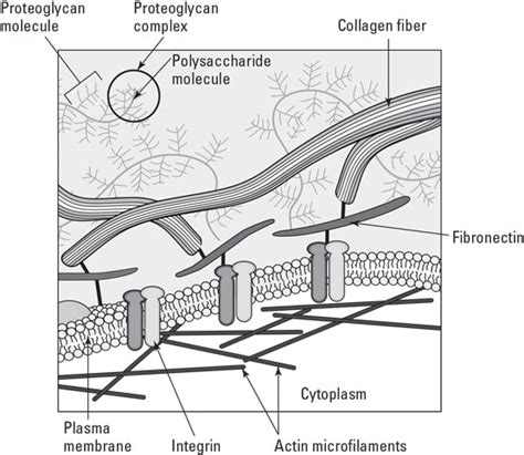 Your Body Your Cells Eukaryotic Cells Dummies