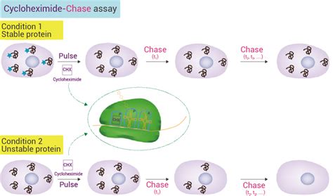 蛋白质也有半衰期 环己酰亚胺 Chx 如何给蛋白质 算寿命？ 生物医药天然产物