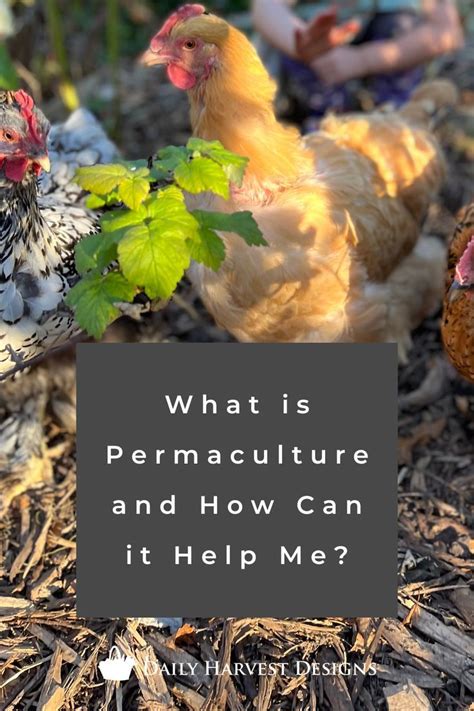 Why You Should Consider Quail Farming On Your Homestead Artofit