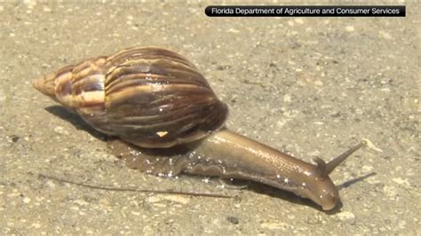 Giant African Land Snails Which Carry Parasite Send South Fl