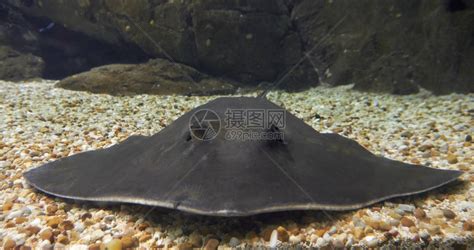 海底的鳐鱼高清图片下载 正版图片503417819 摄图网
